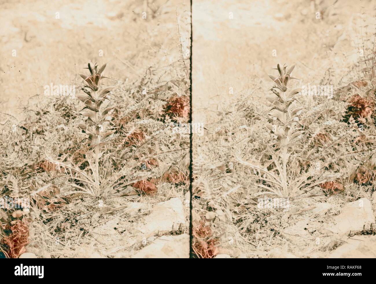 Wild flowers of Palestine. Syrian acanthus (A. syriacus Boiss.) 1900 ...