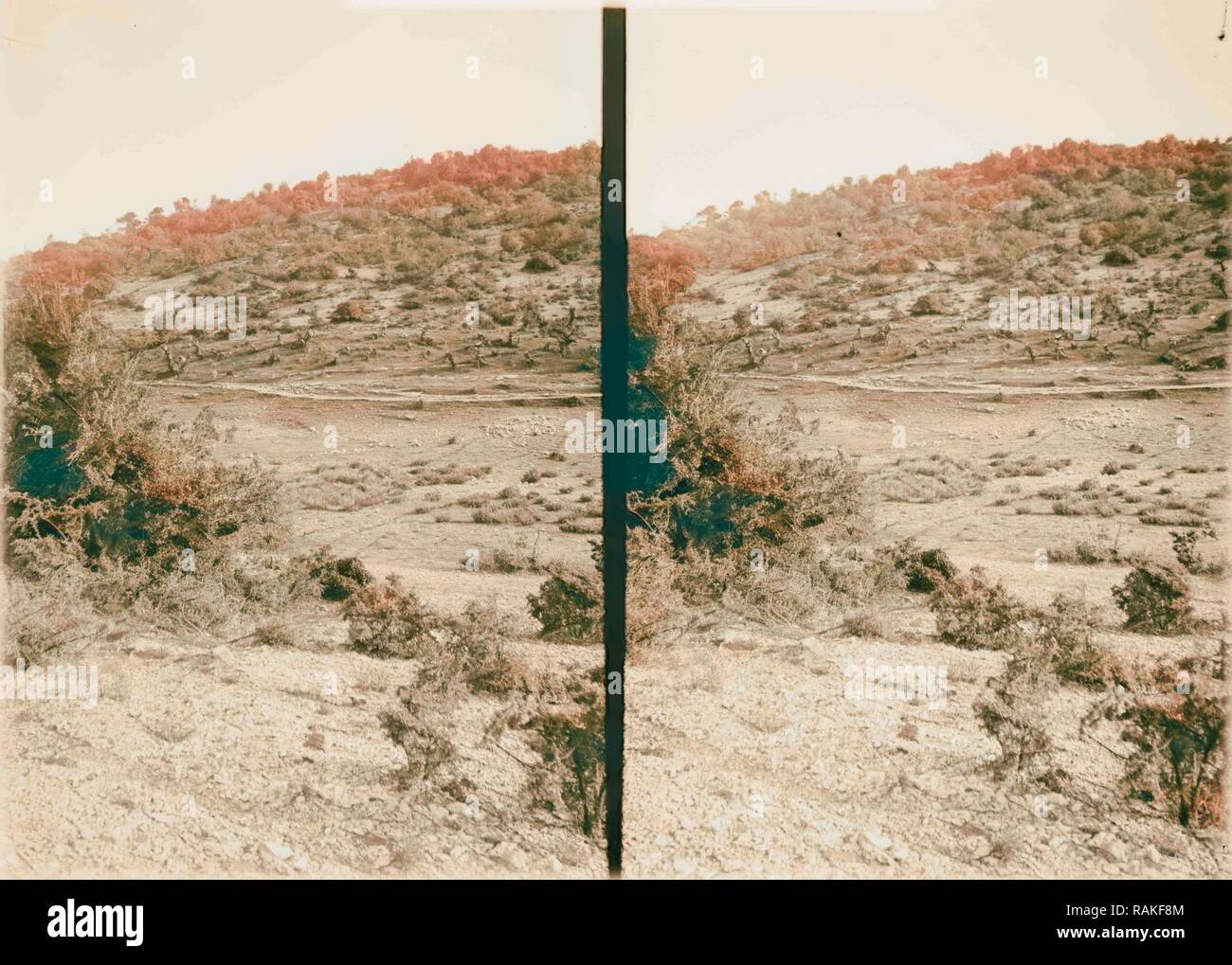 Trees and shrubs Oak forest in Gilead(Quercus lusitanica Lam.) 1900 ...