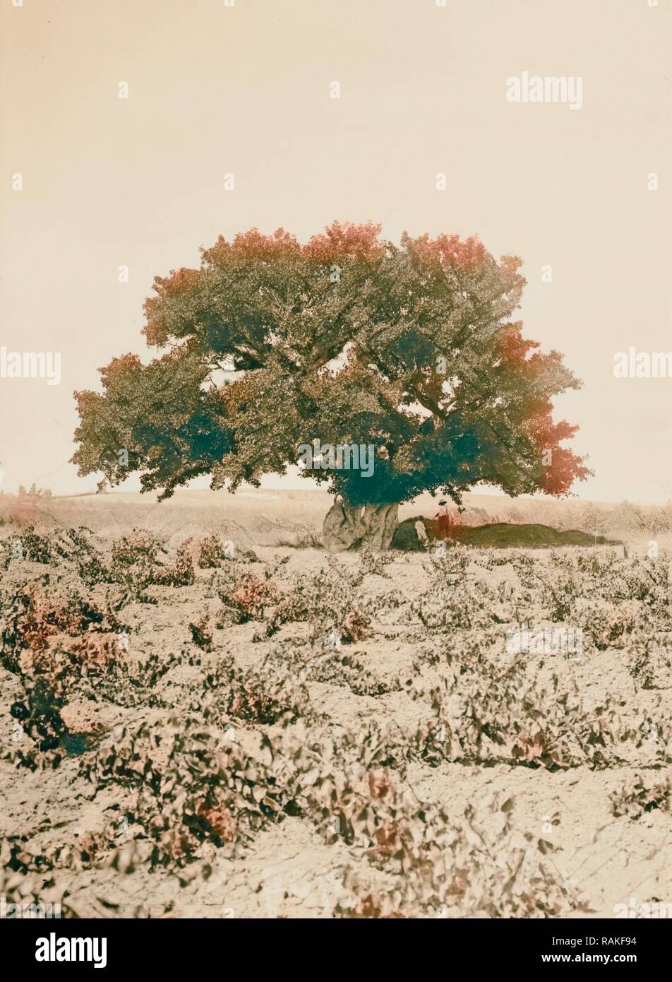 Trees and shrubs Sycomore tree. (Ficus sycomorus L.) 1900, Middle East ...