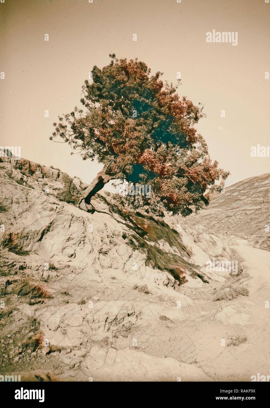 Trees and shrubs Carob tree. (Ceratonia Siliqua L.) 1900, Middle East ...