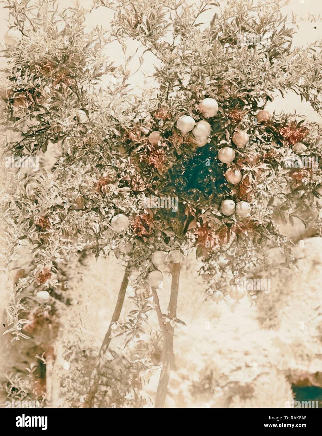 Trees and shrubs Pomegranate tree in fruit 1900, Middle East ...