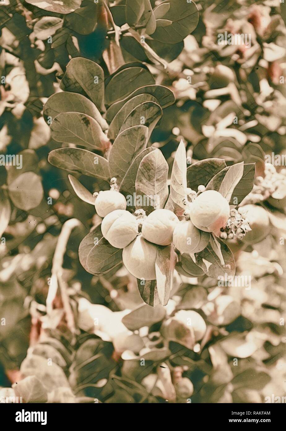 Trees and shrubs. Sodom apples, Engedi. (Calotropis procera R. Br ...