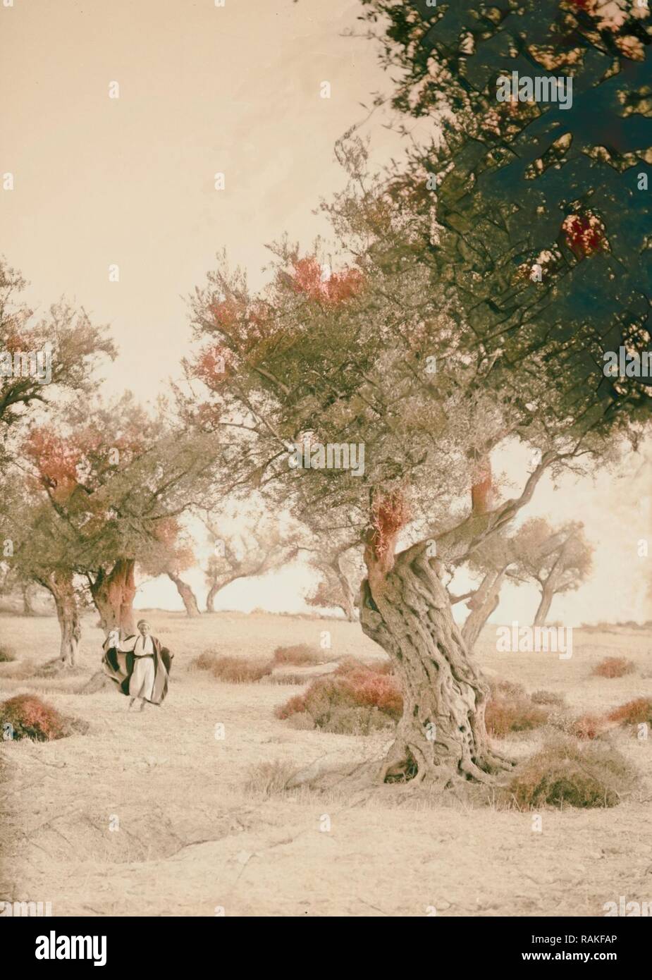 Trees and shrubs Old olive trees. (Olea europaea L.) 1900, Middle East ...