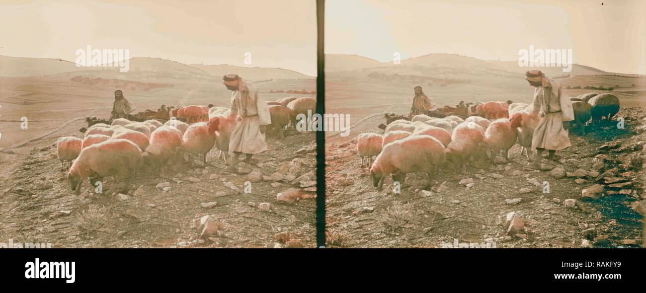 Bethlehem and surroundings Flocks on the Shepherds' Fields. Evening ...