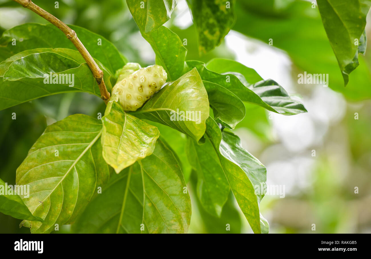 Noni on tree hi-res stock photography and images - Alamy
