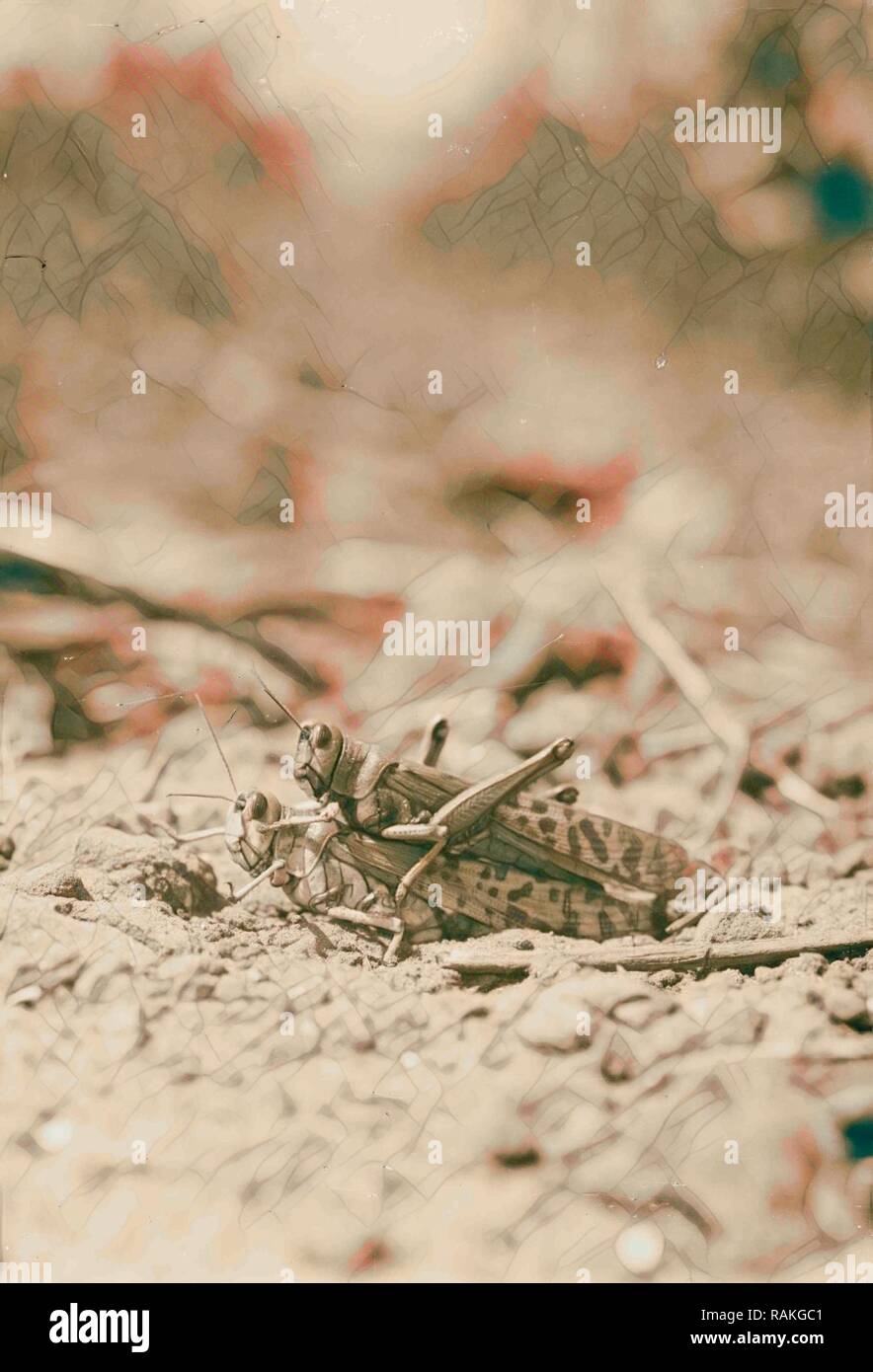 Locust plagues in Palestine. Locust laying her eggs. Showing ...