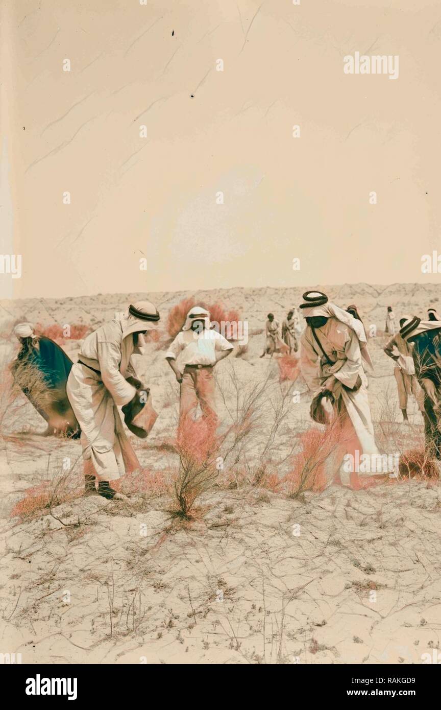 Locust plagues in Palestine. Methods of fighting the locust plague ...