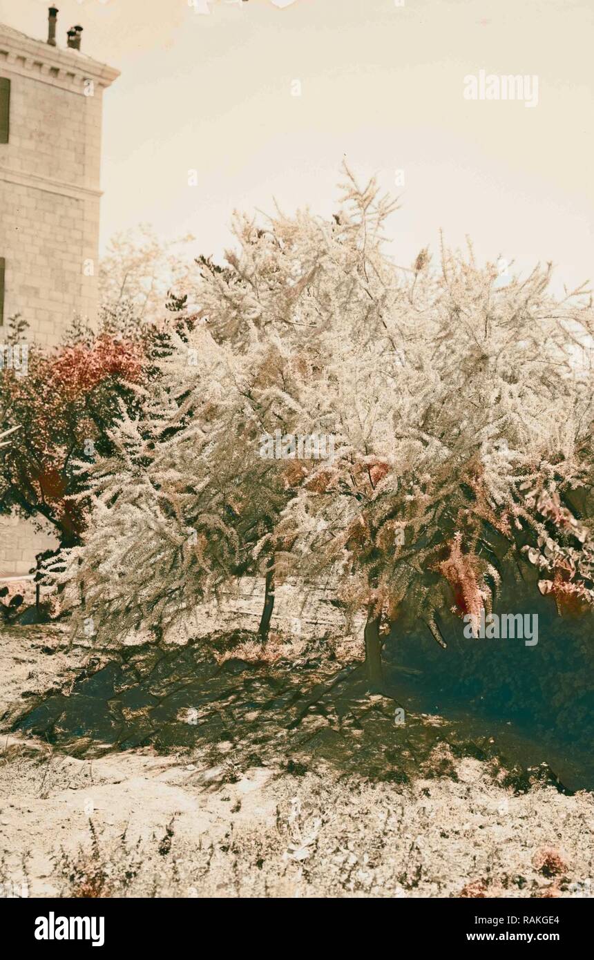 Agriculture, etc. Tamarisk tree in blossom. Common along the Jordan ...