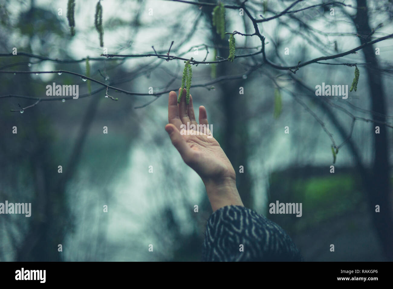 A young female hand is touching a tree branch in the winter Stock Photo ...