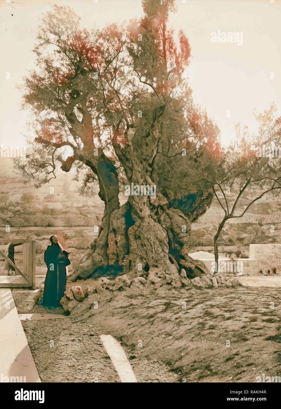 Mount of Olives, Bethany, Tree of Agony 1900, Jerusalem, Israel ...