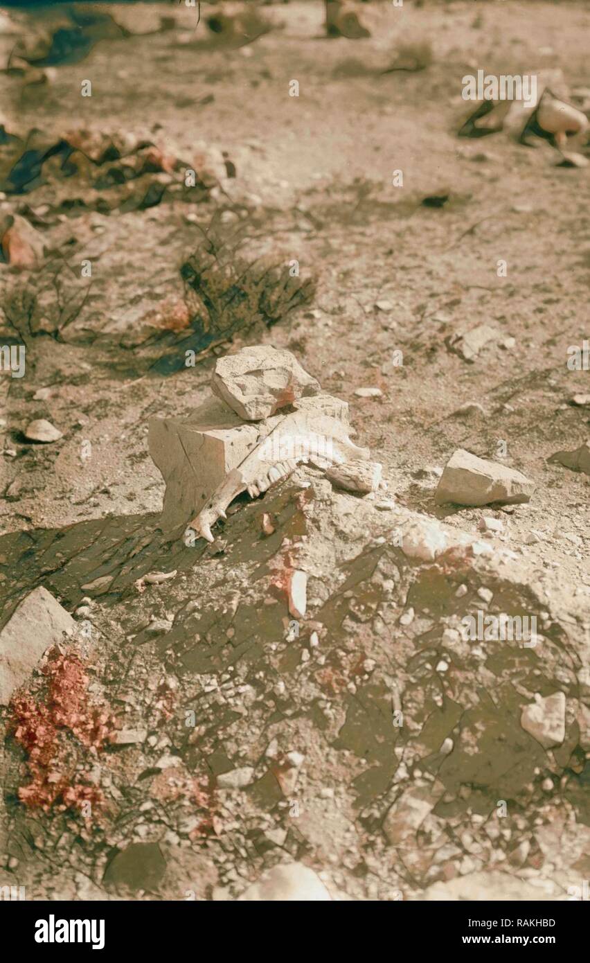 Camel's cheekbone, guarding grave 1900, Israel. Reimagined by Gibon ...