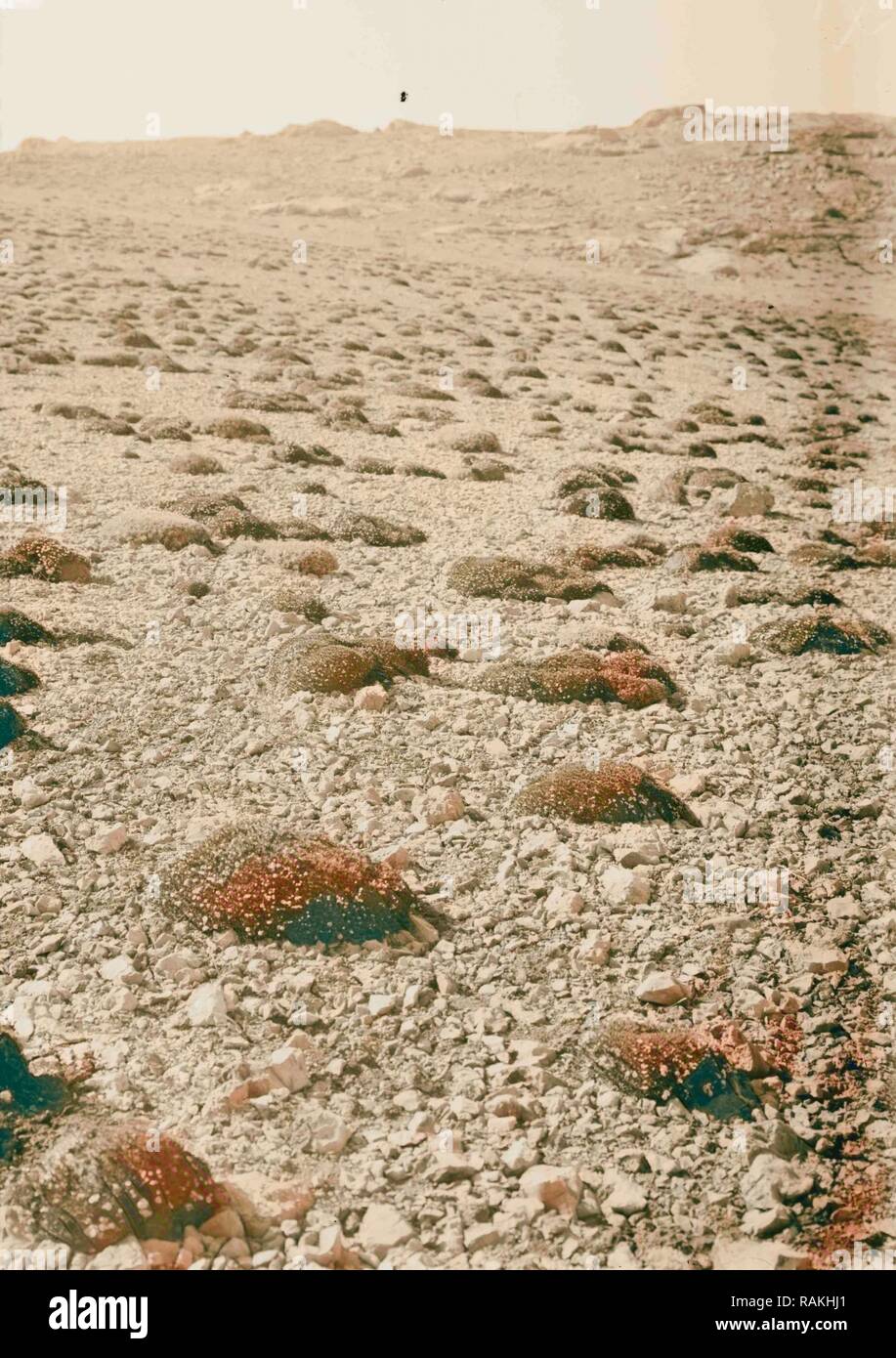 Wild flowers of Palestine. Field of prickly sea-lavender (Acantholimon ...