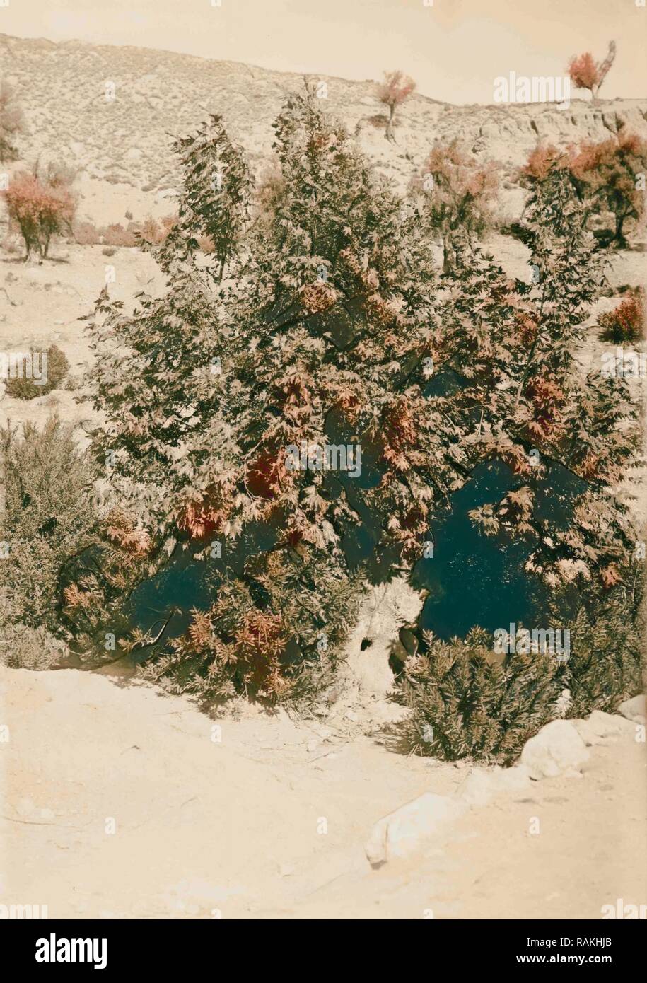 Trees and shrubs. Oriental plane tree (Platanus orientalis L.) 1900 ...