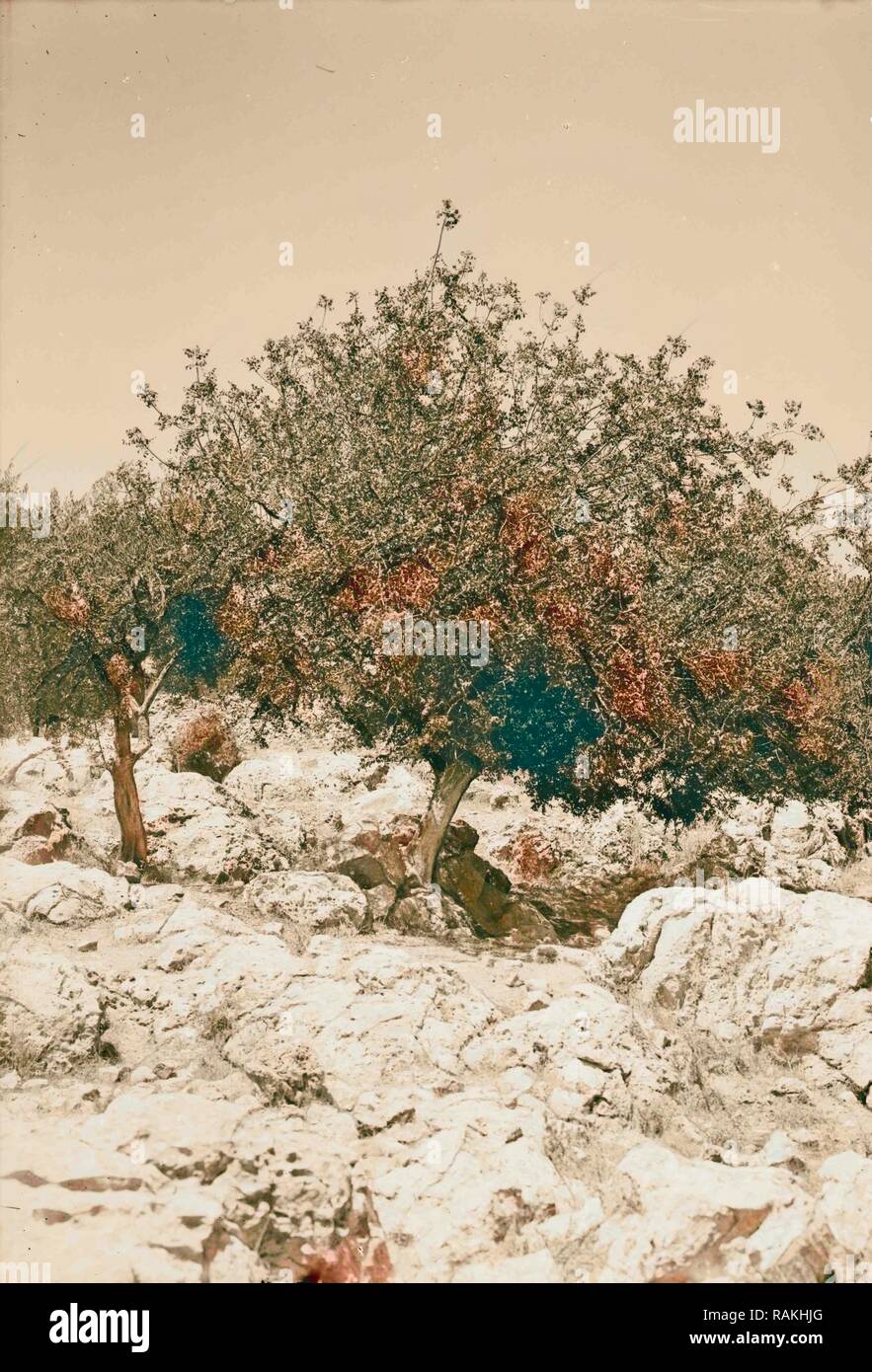 Trees and shrubs. Strawberry tree (Arbutus Andrachne L.) 1900, Middle ...
