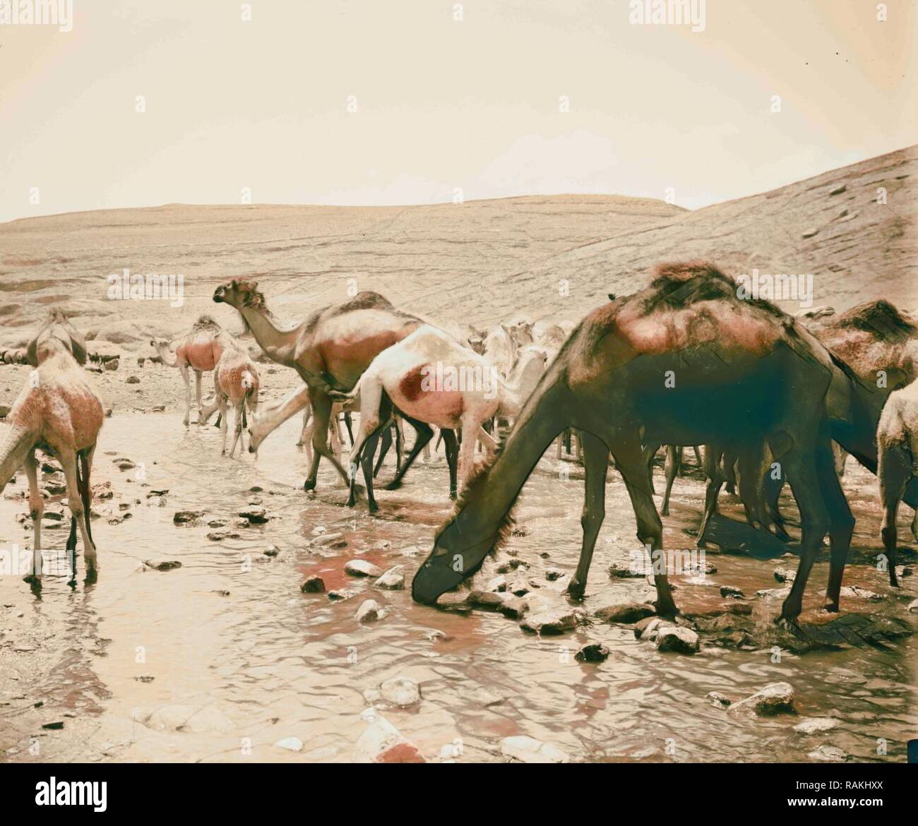 Camels at watering place 1898, The Bedouin are nomadic Arab peoples who ...