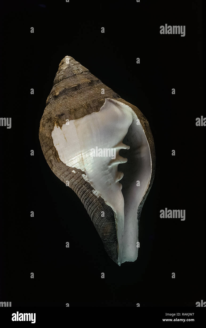 28-Dec-2016- Vishnu shankh a conch shell of ritual and religious Mumbai ...