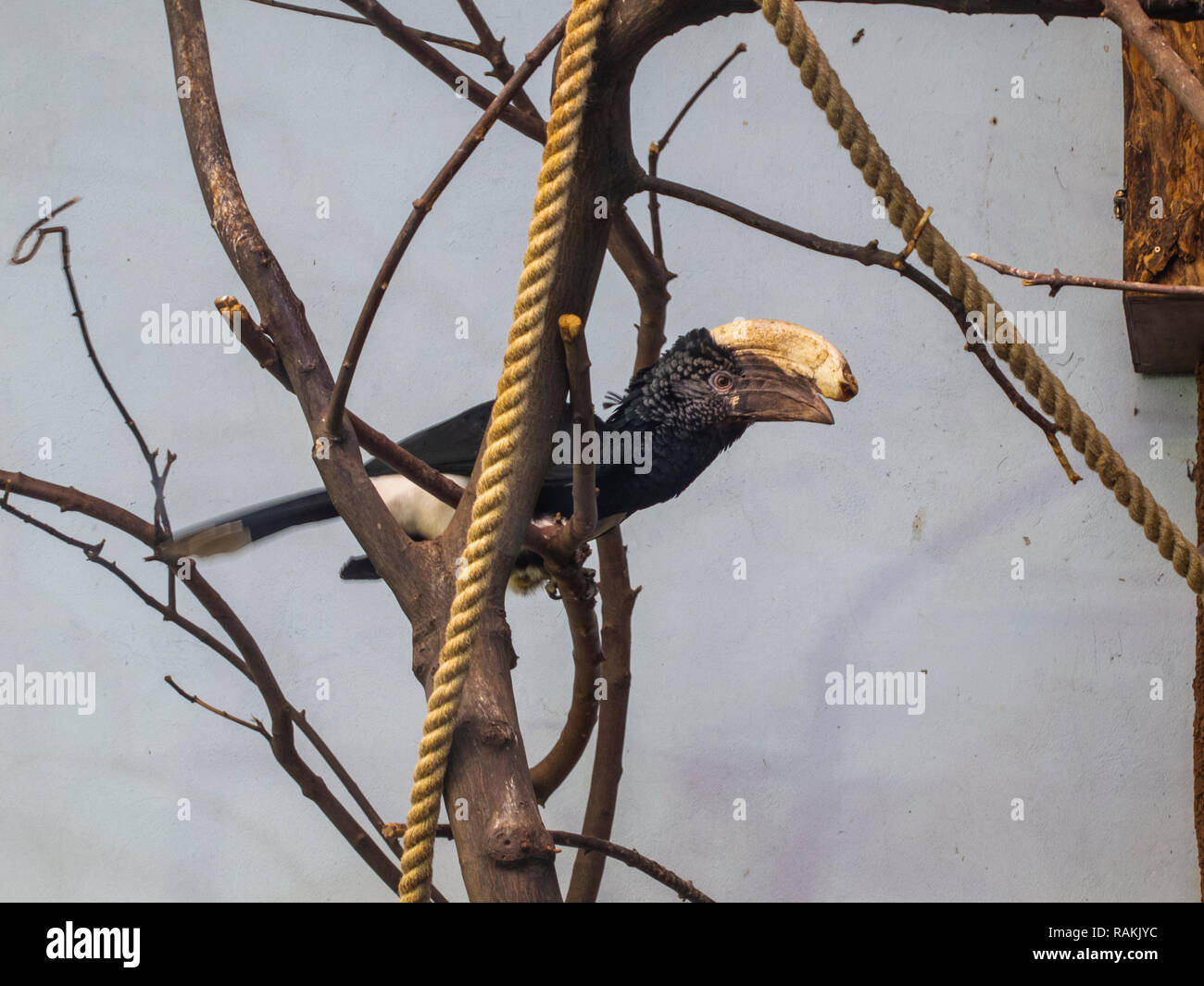 bird with a strange beak Stock Photo - Alamy