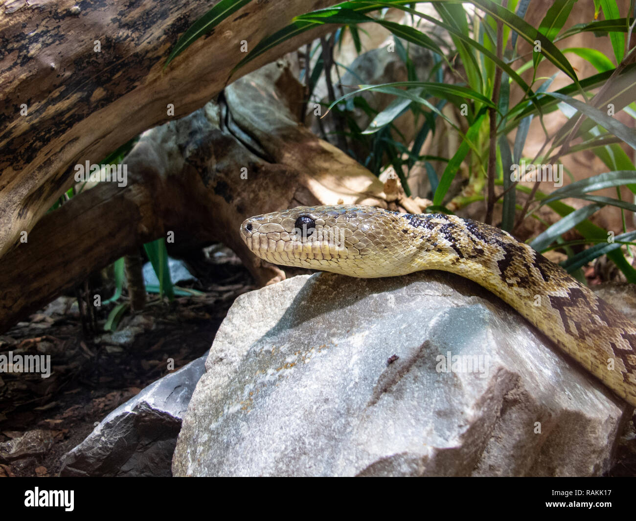 face and eyes of a snake at the zoo Stock Photo - Alamy