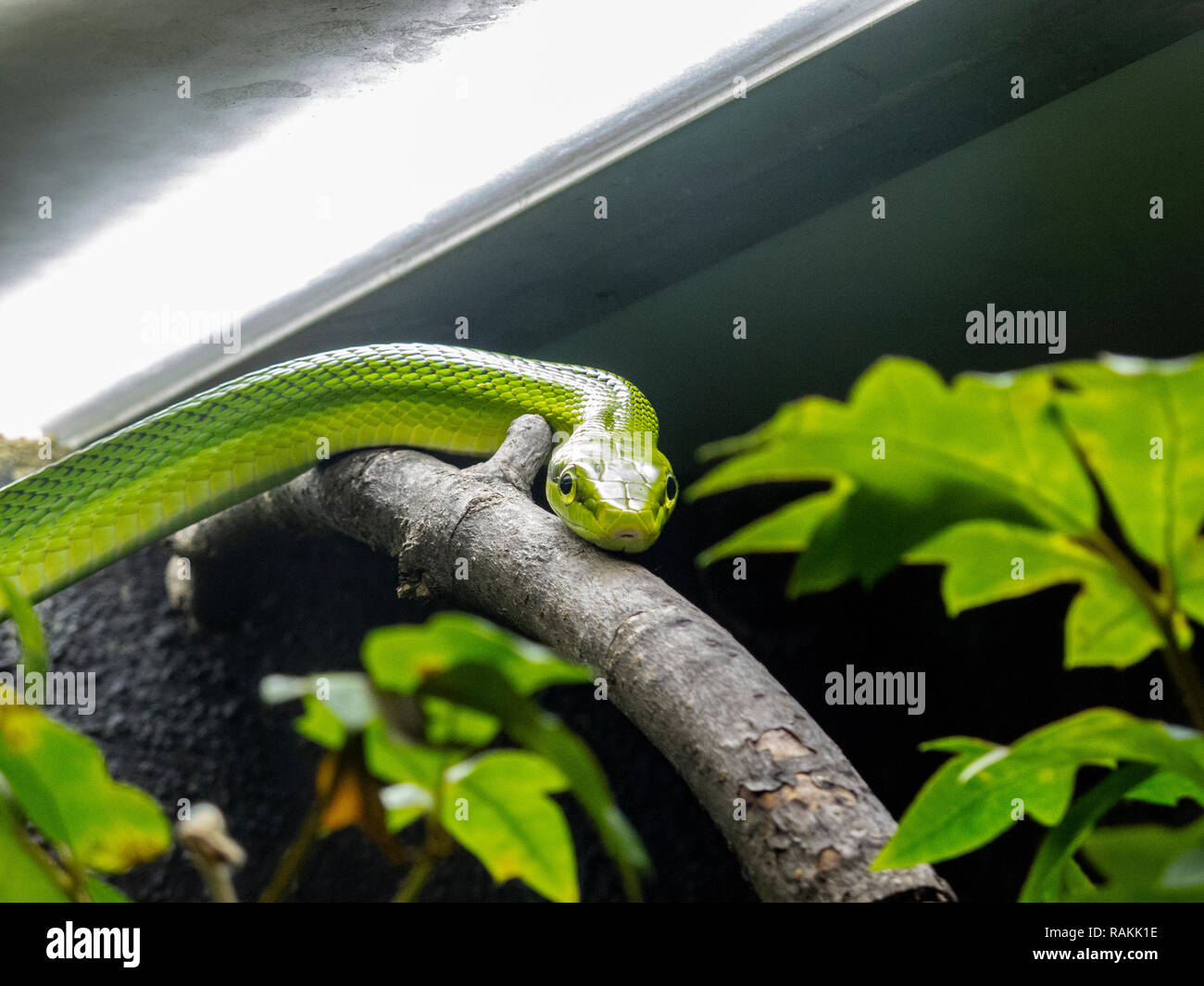 Big green poisonous snake hi-res stock photography and images - Alamy