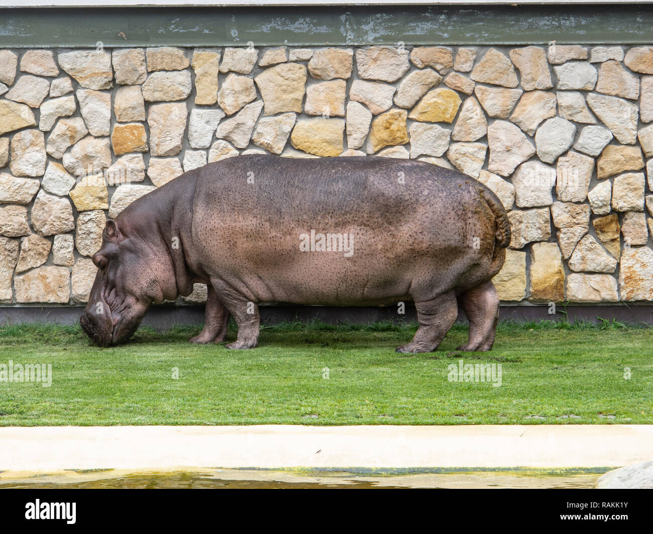 hippopotamus at the zoo eats grass Stock Photo - Alamy