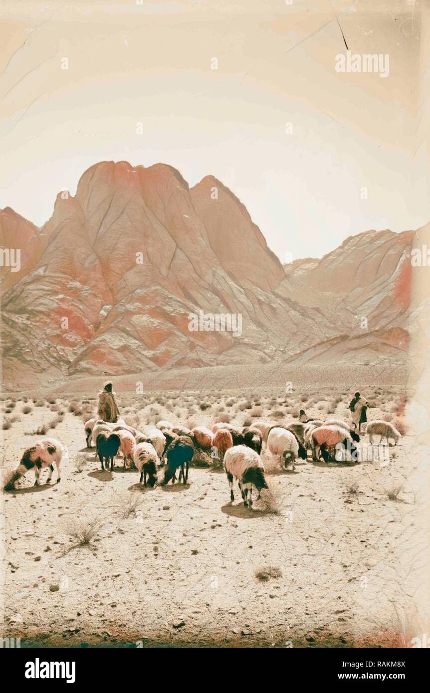 Shepherd with flocks before Mt. Horeb, Mt. Sinai. 1898, Egypt, Sinai ...