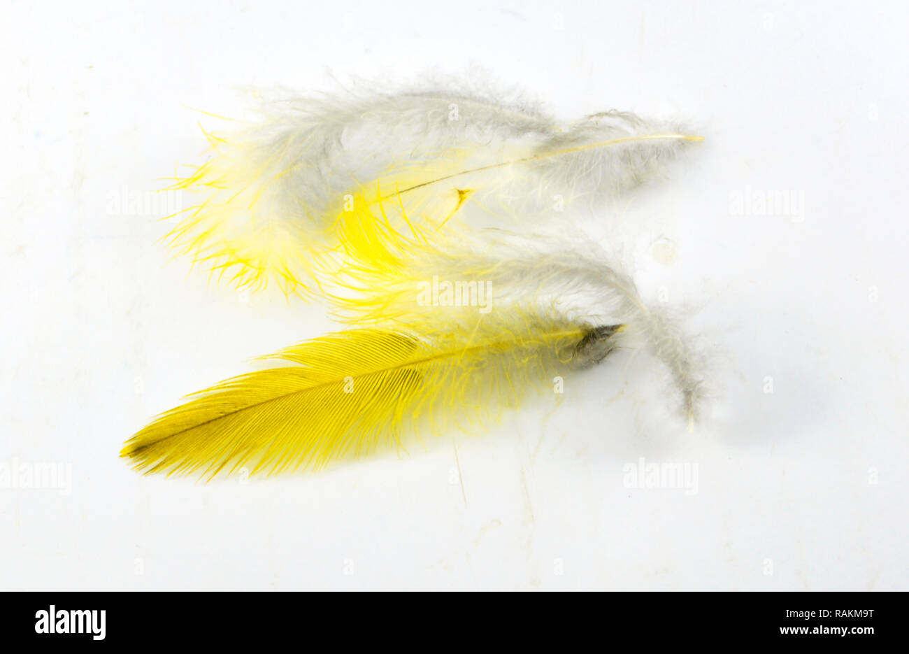 Yellow feather isolated / Beautiful real feather from nature yellow ...