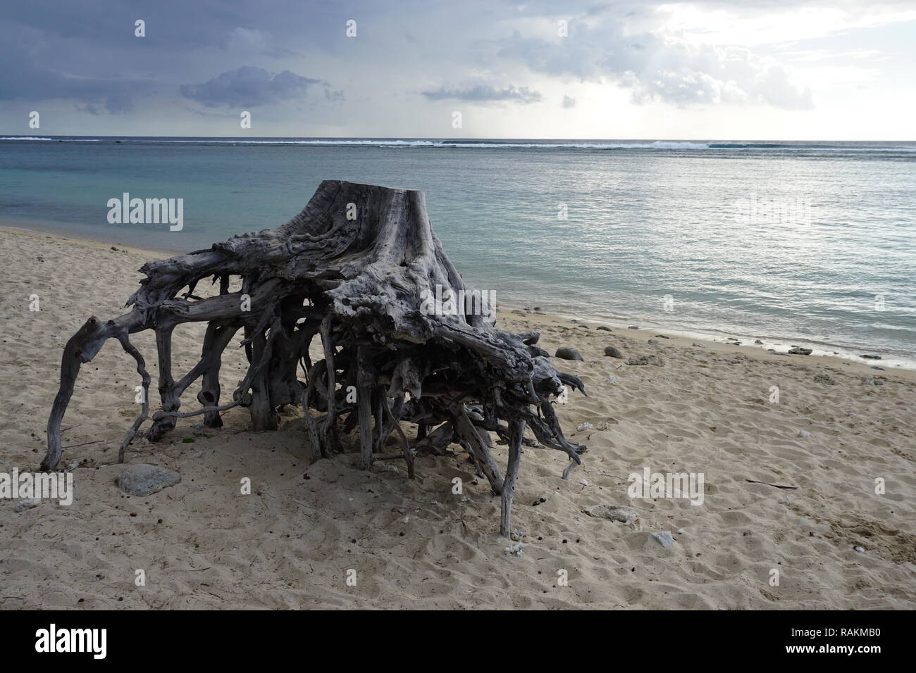 Unusual Tree Stump High Resolution Stock Photography and Images - Alamy