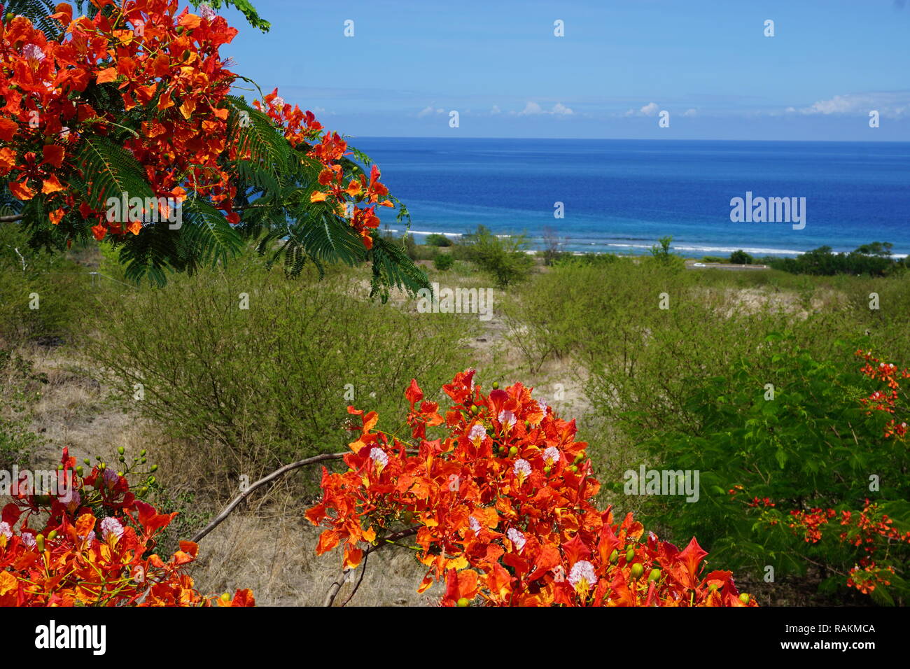 Flamboyant tree hi-res stock photography and images - Alamy