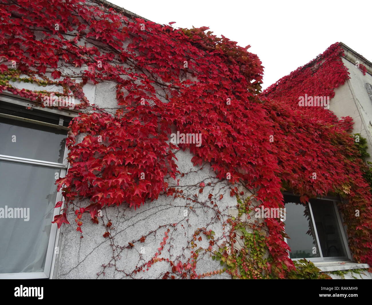 Close up many glass windows hi-res stock photography and images - Alamy