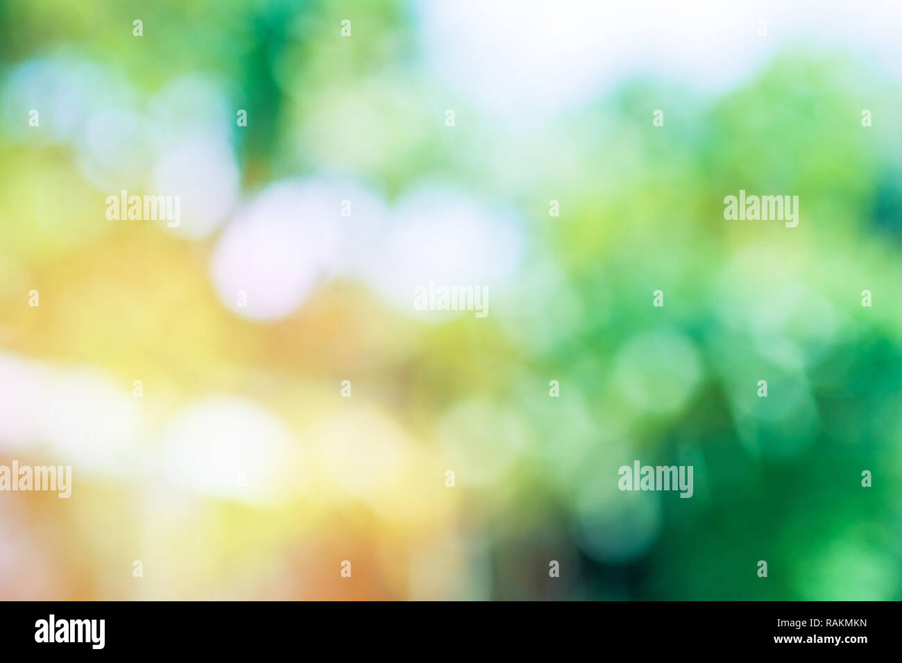 Abstract green background / Blur of green tree and orange on nature and ...