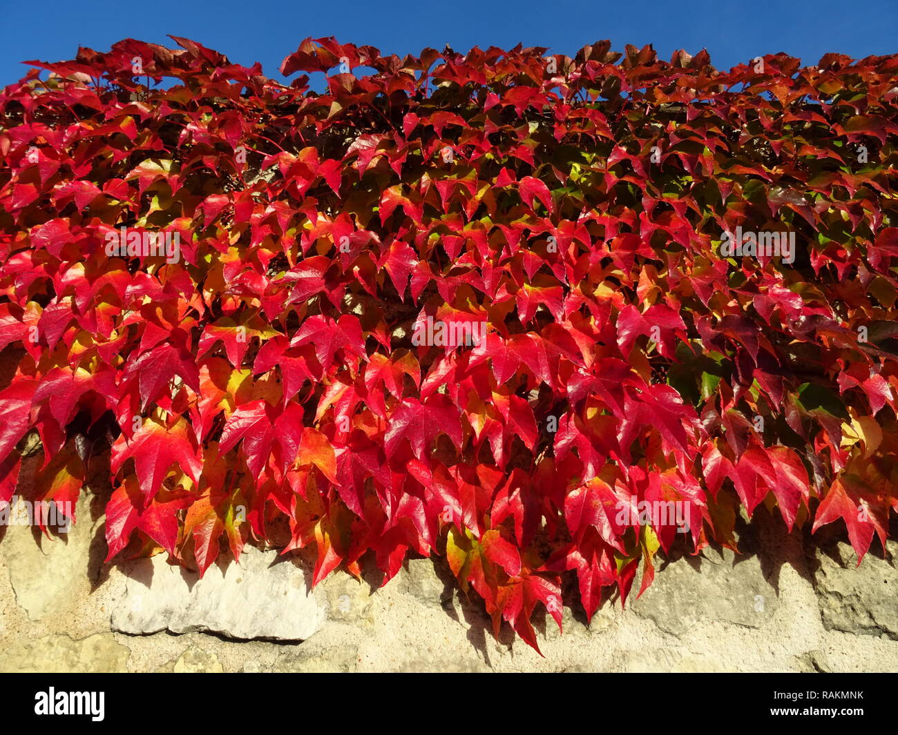 Ivy creeping up a wall hi-res stock photography and images - Alamy