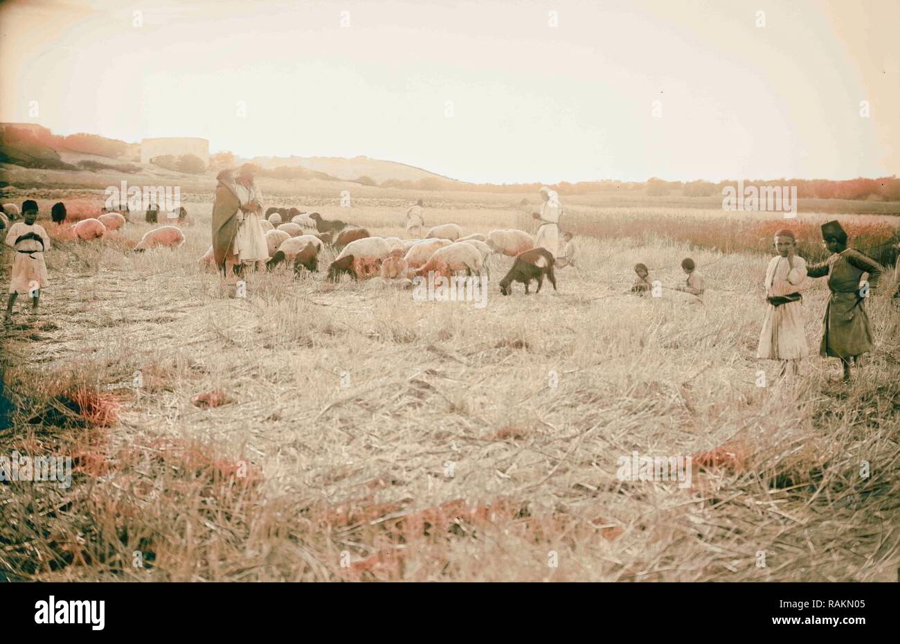 Ruth series Threshing floor, winnowing, 1898, Middle East, Israel and ...