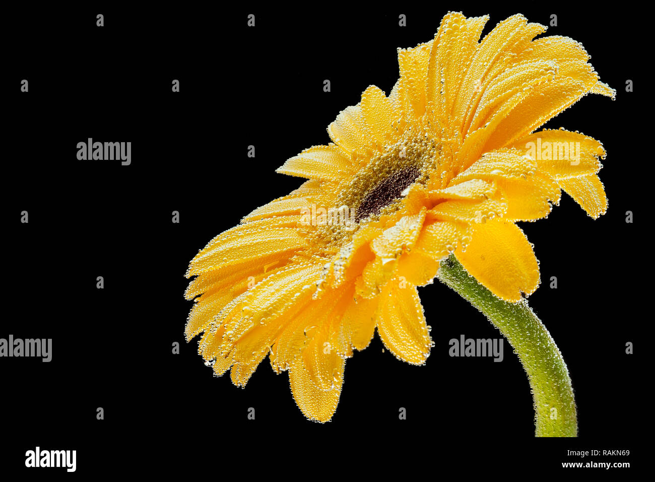 Side View Orange Gerbera Daisy High Resolution Stock Photography and ...