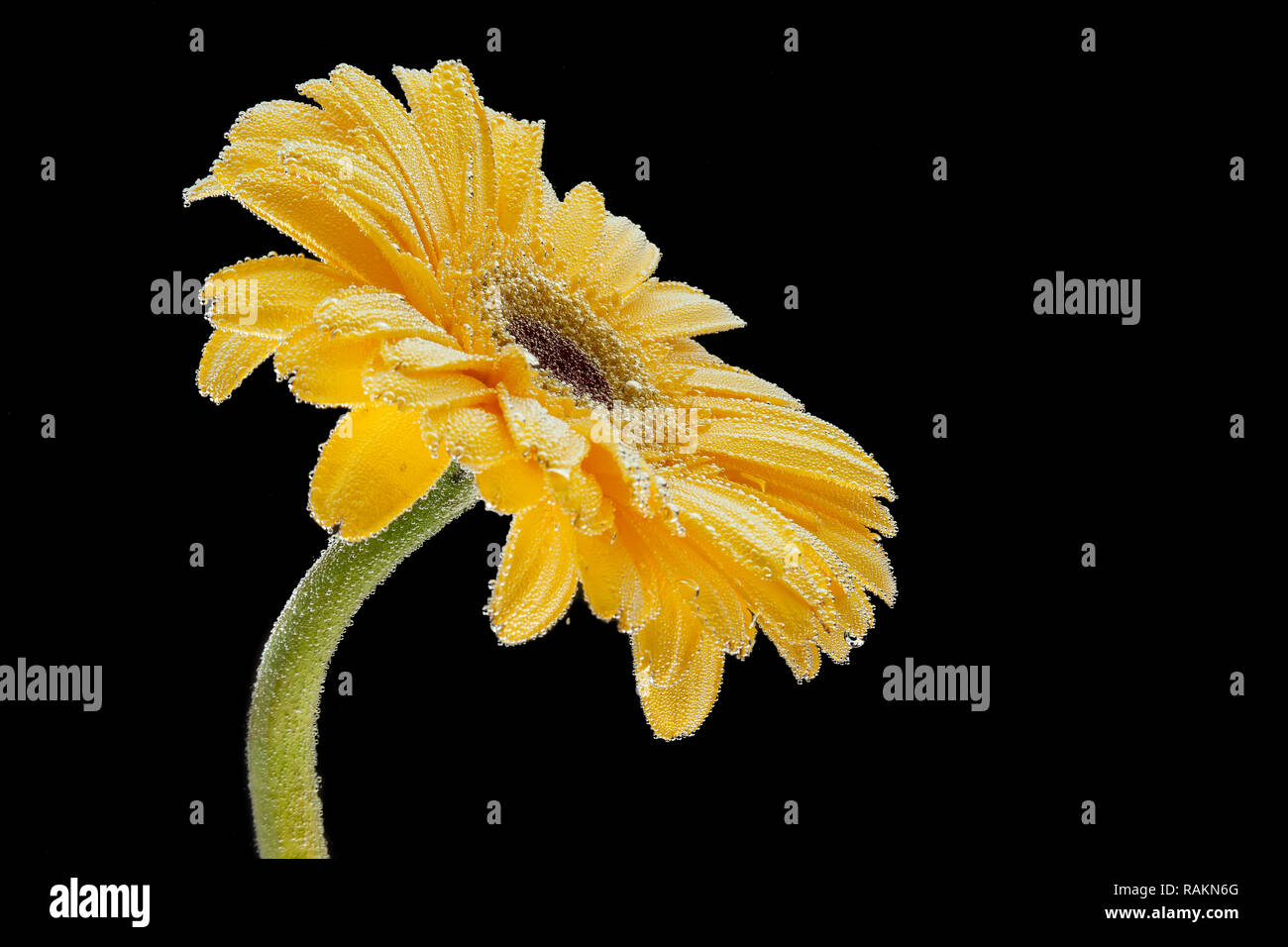 Close-up of a fresh yellow gerbera, covered with water droplets on a ...