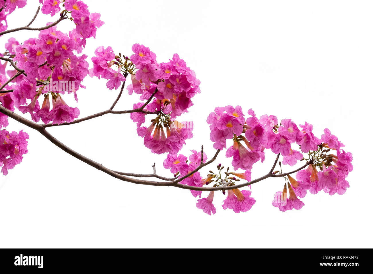 Pink flower and tree branch isolated on white background Stock Photo ...