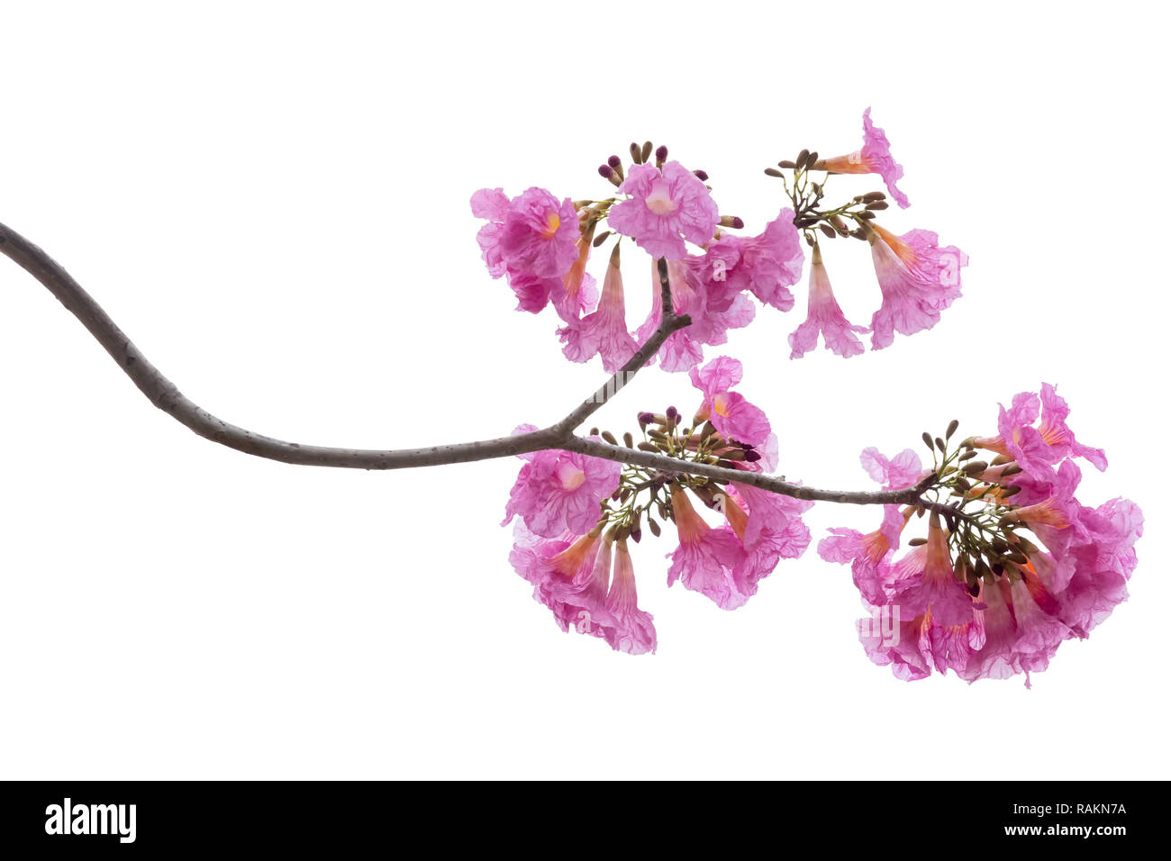 Pink flower and tree branch isolated on white background Stock Photo ...