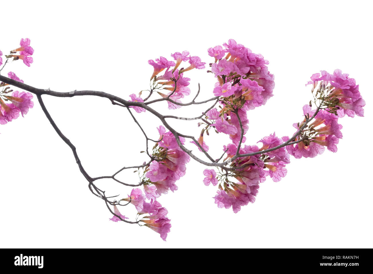 Pink flower and tree branch isolated on white background Stock Photo ...
