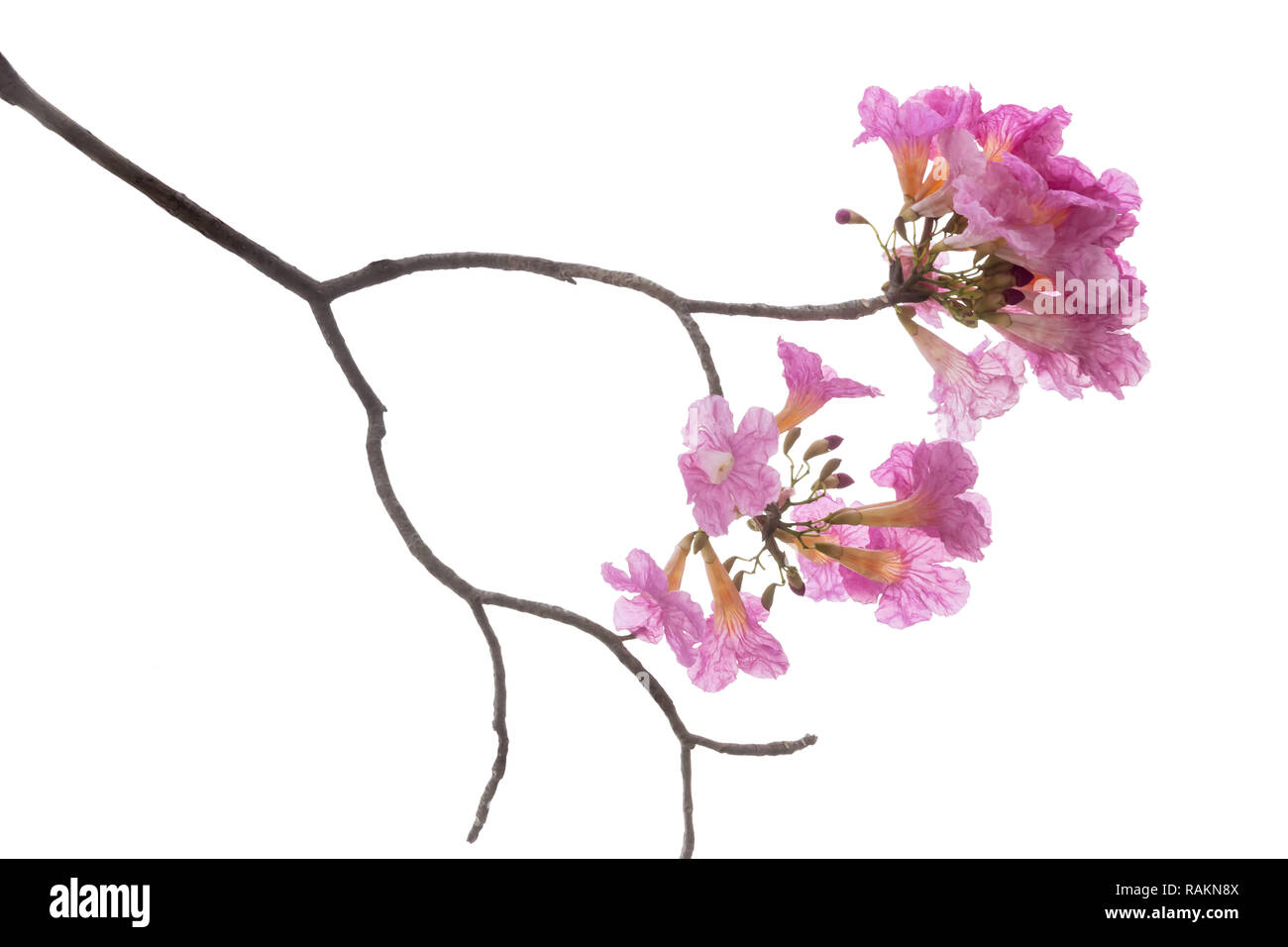 Pink flower and tree branch isolated on white background Stock Photo ...