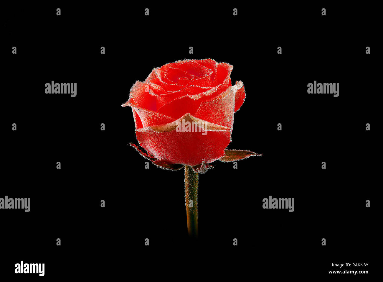 Yellow Rose Side View Flower High Resolution Stock Photography and ...