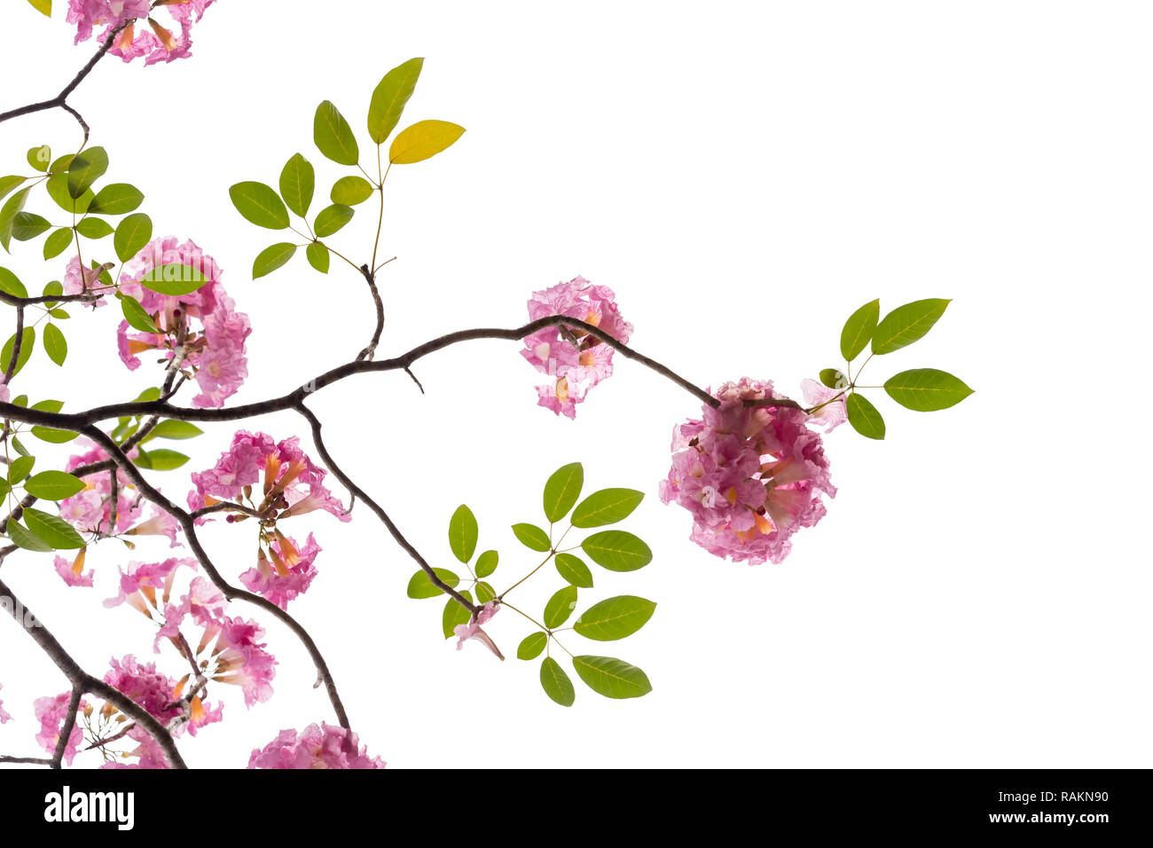Pink flower and tree branch isolated on white background Stock Photo ...