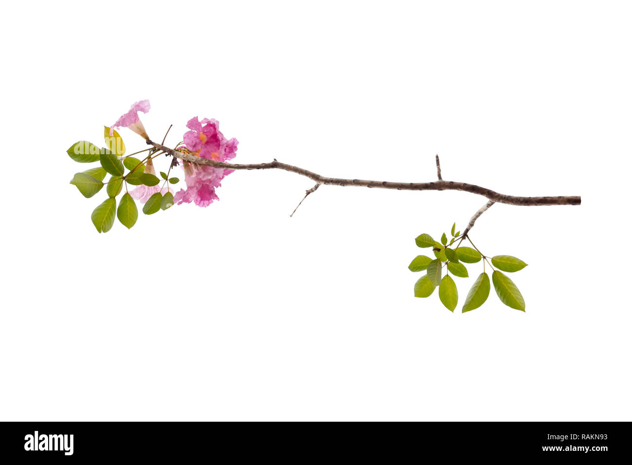 Pink flower and tree branch isolated on white background Stock Photo ...