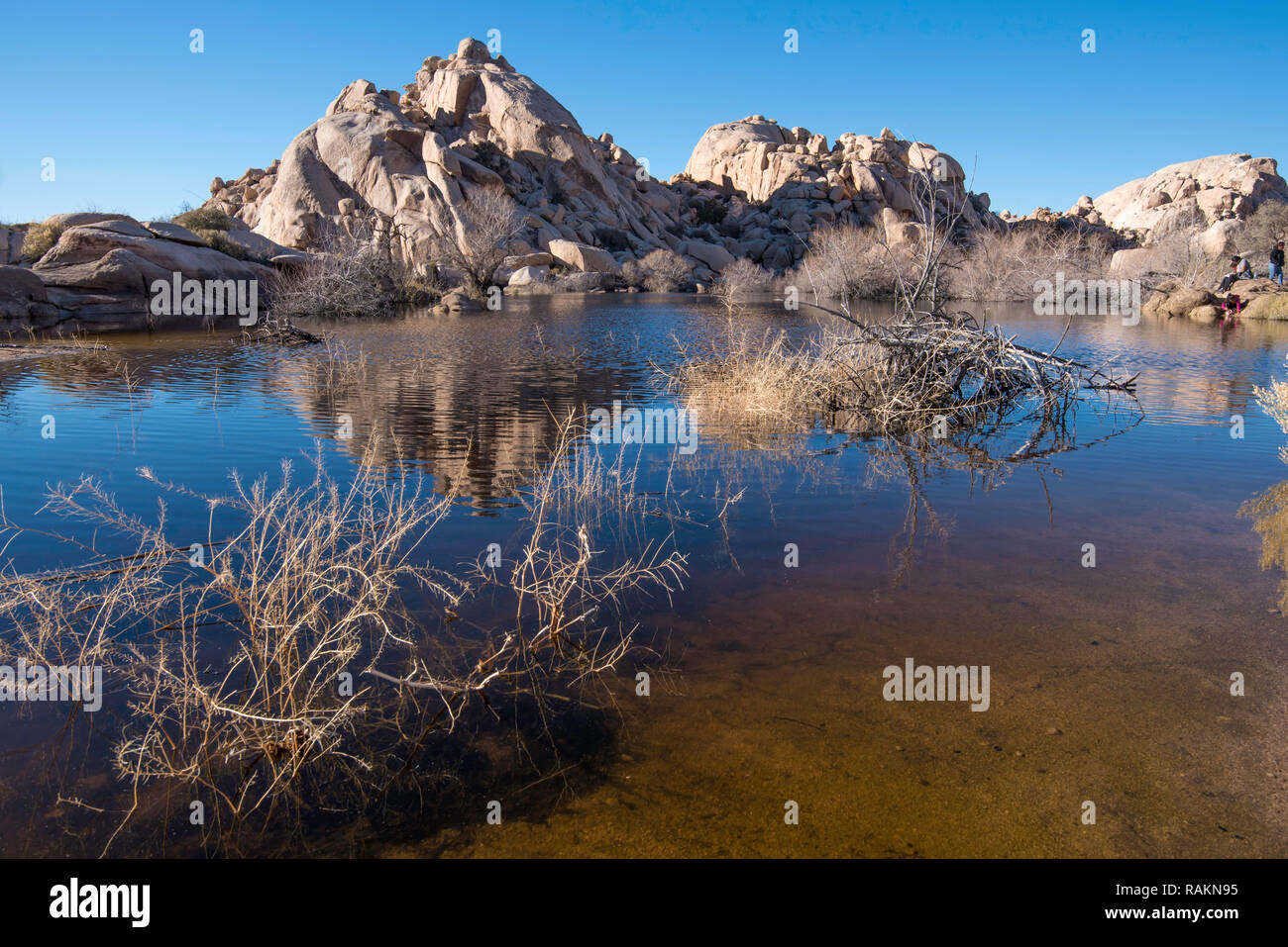 Water hole in desert hi-res stock photography and images - Alamy