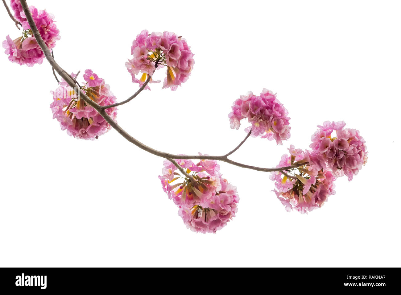 Pink flower and tree branch isolated on white background Stock Photo ...