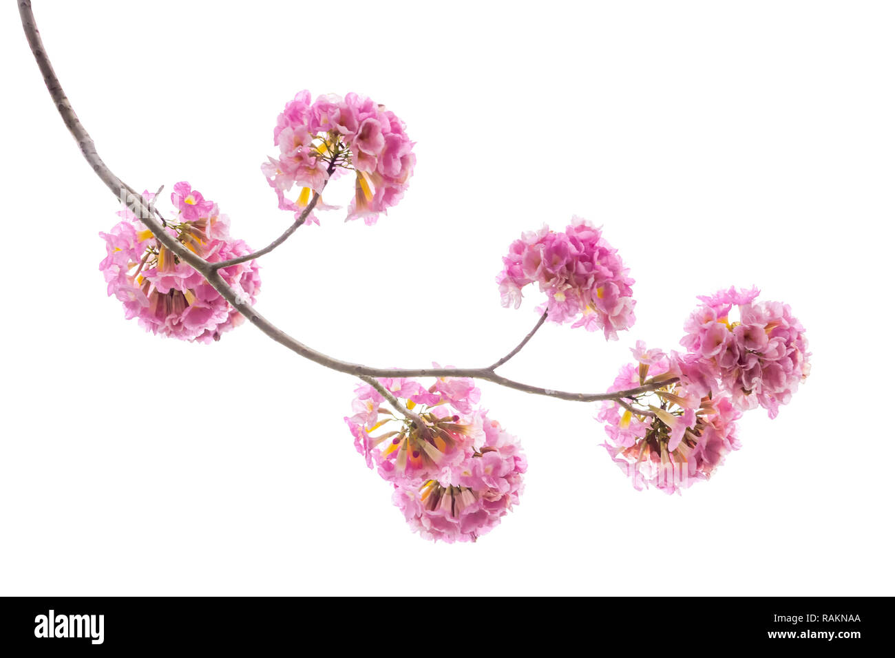 Pink flower and tree branch isolated on white background Stock Photo ...