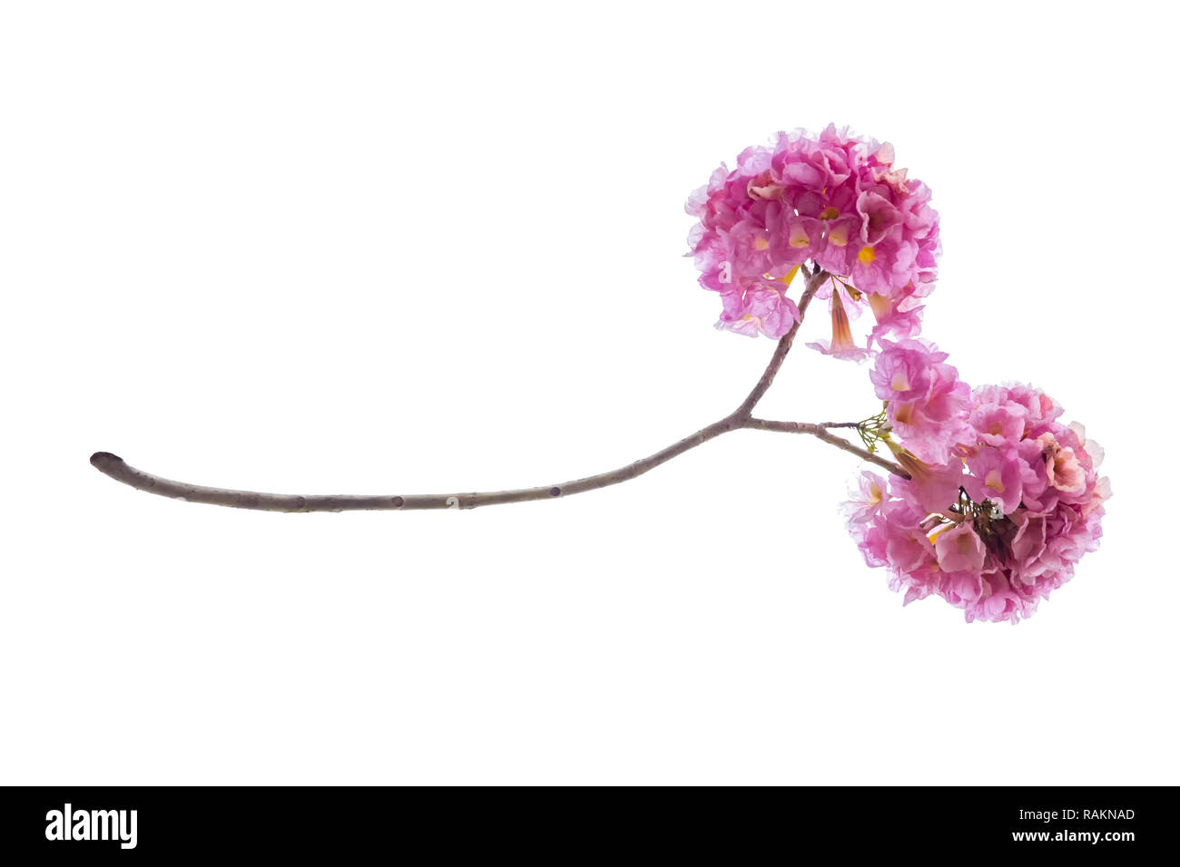 Pink flower and tree branch isolated on white background Stock Photo ...