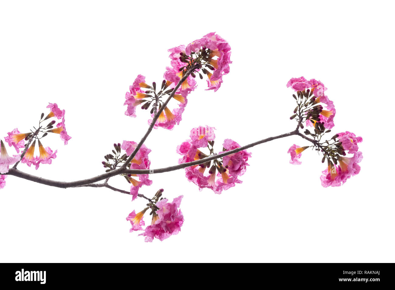 Pink flower and tree branch isolated on white background Stock Photo ...