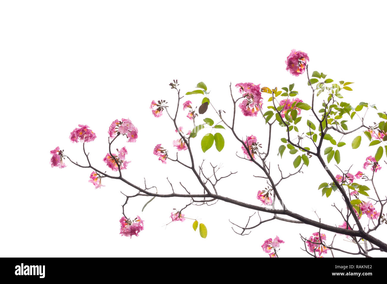 Pink flower and tree branch isolated on white background Stock Photo ...