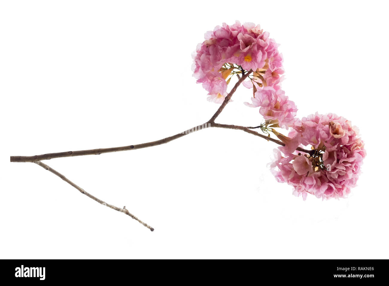 Pink flower and tree branch isolated on white background Stock Photo ...