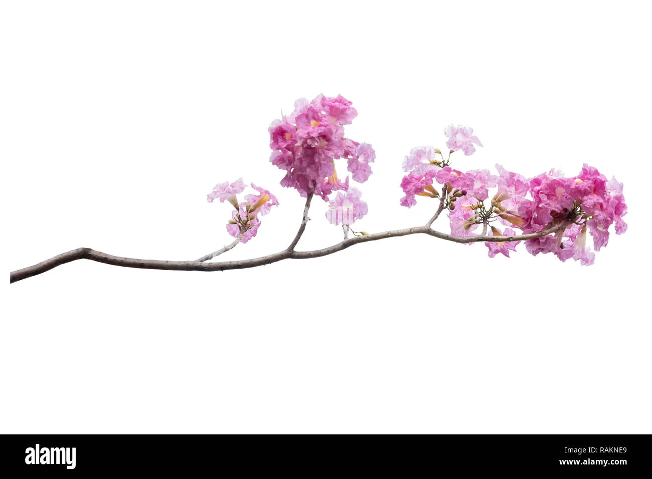 Pink flower and tree branch isolated on white background Stock Photo ...