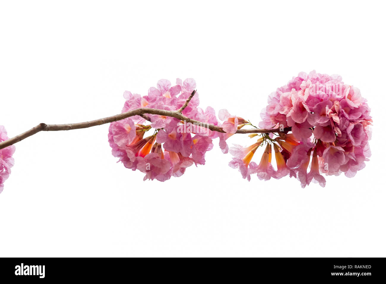 Pink flower and tree branch isolated on white background Stock Photo ...